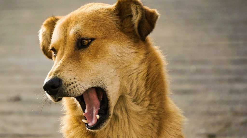 Does Your Dog Bite? – Sheppard Law Firm